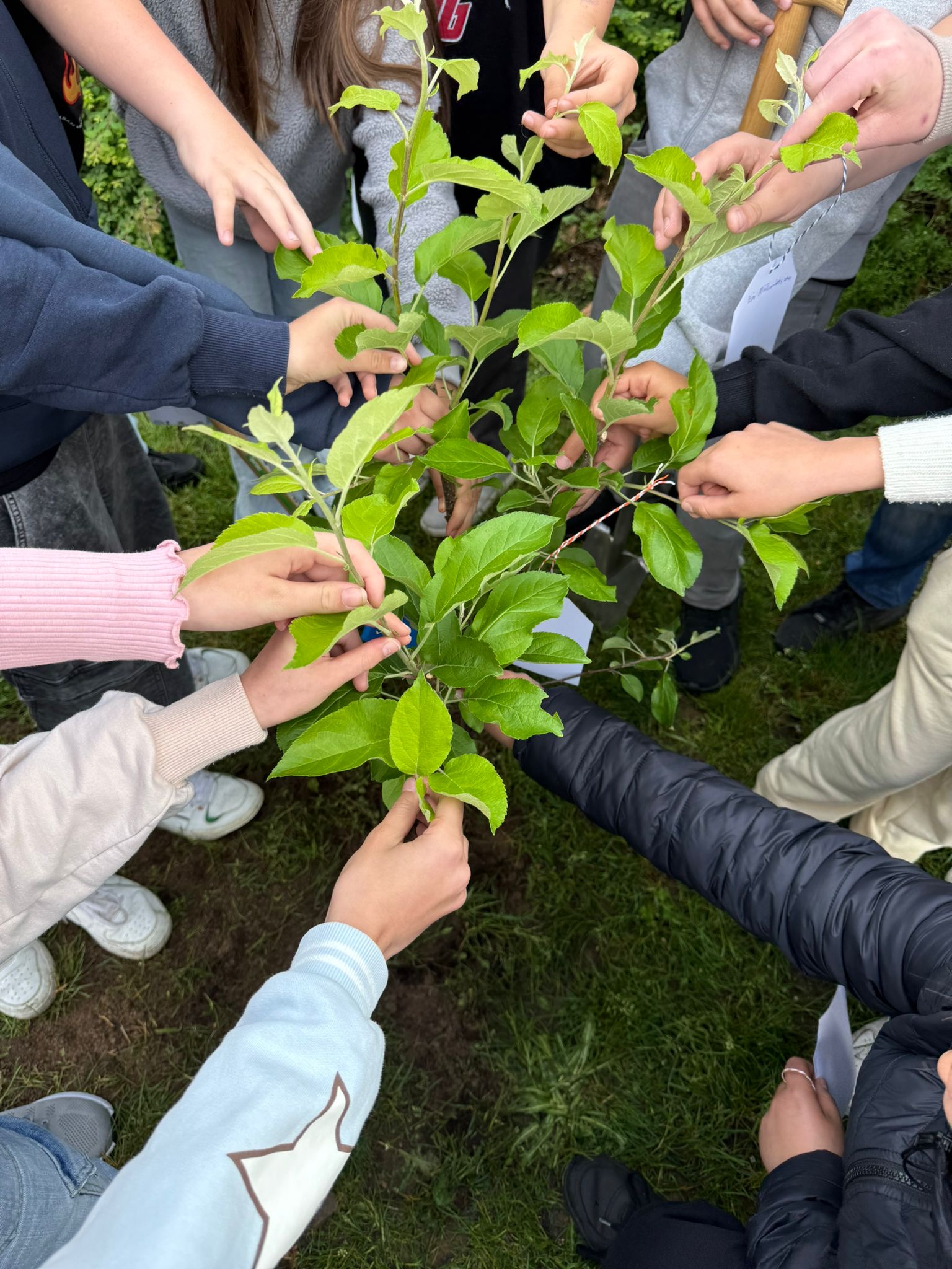 Ein Apfelbaum für die CBS - Carl-Bantzer-Schule Ziegenhain